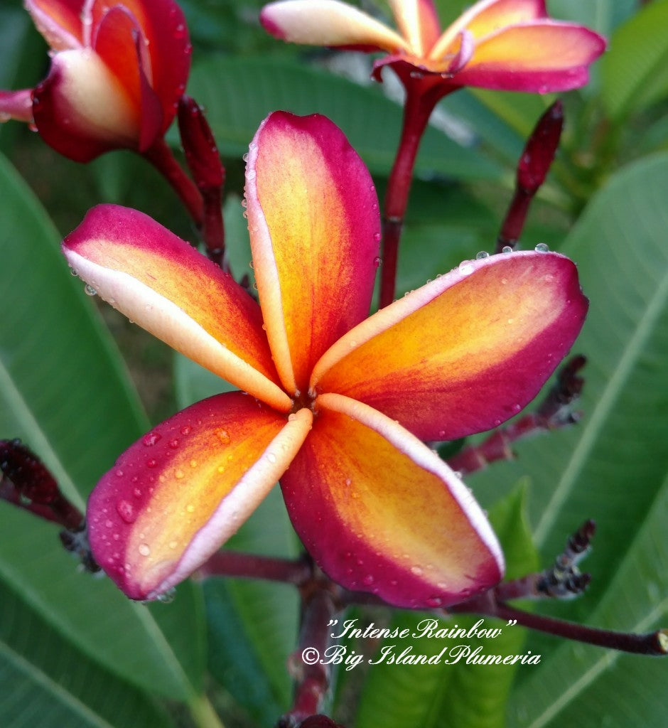 Rainbow or Multi-Color Plumerias – Big Island Plumeria