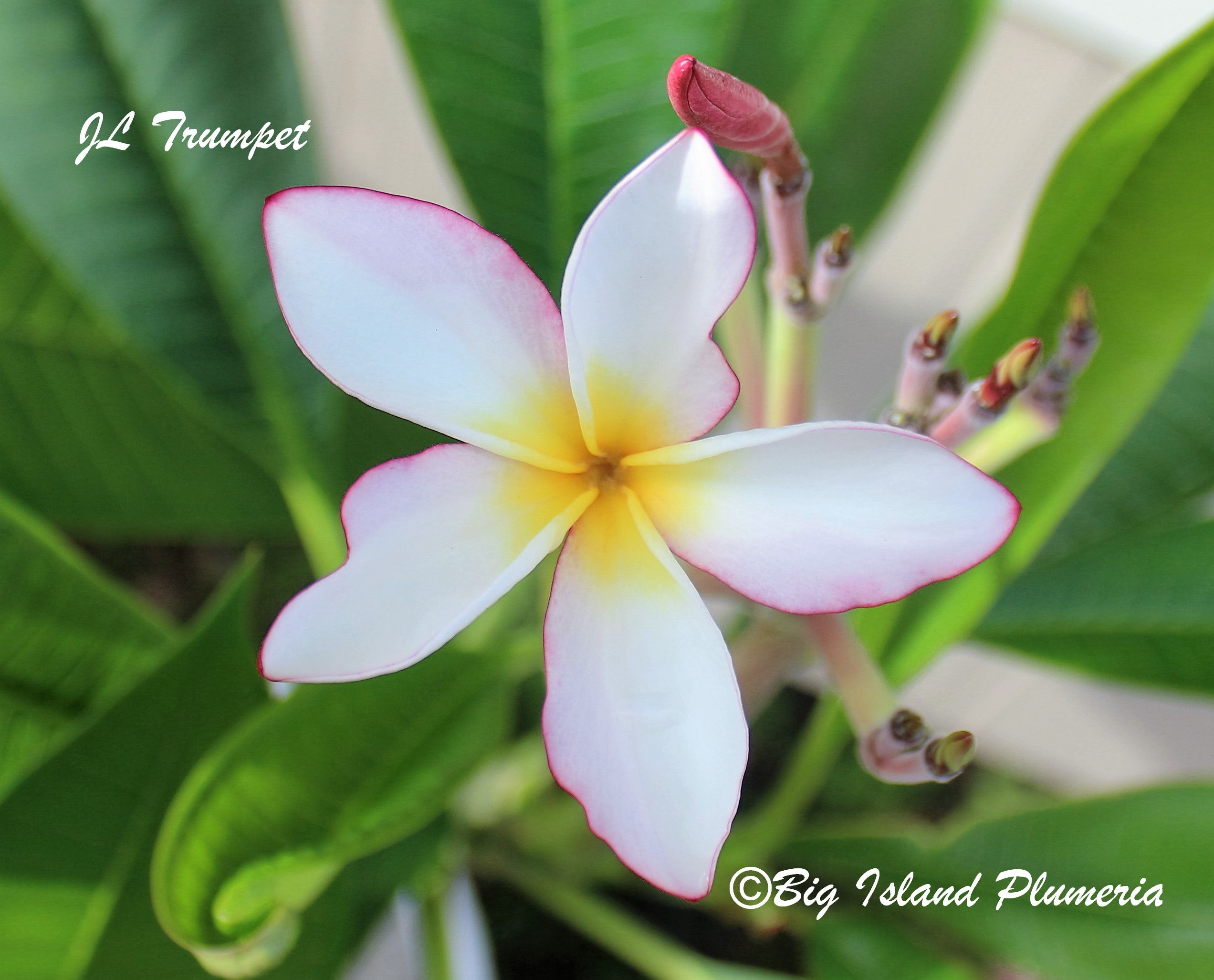 Jim Little Collection – Big Island Plumeria