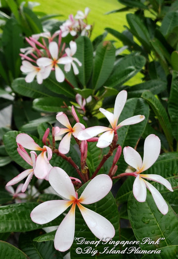 Big Island Plumeria