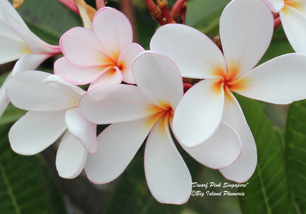 Big Island Plumeria