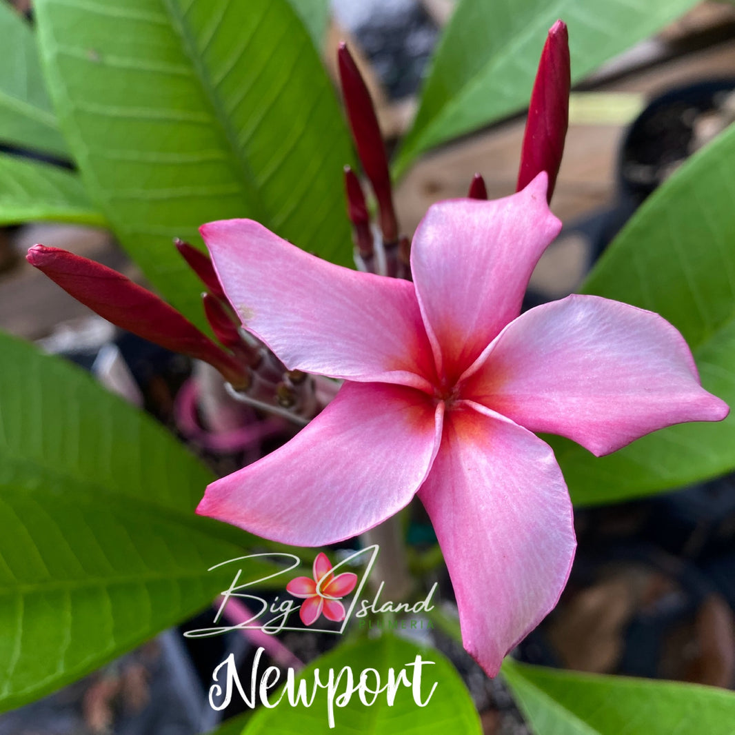 Big Island Plumeria